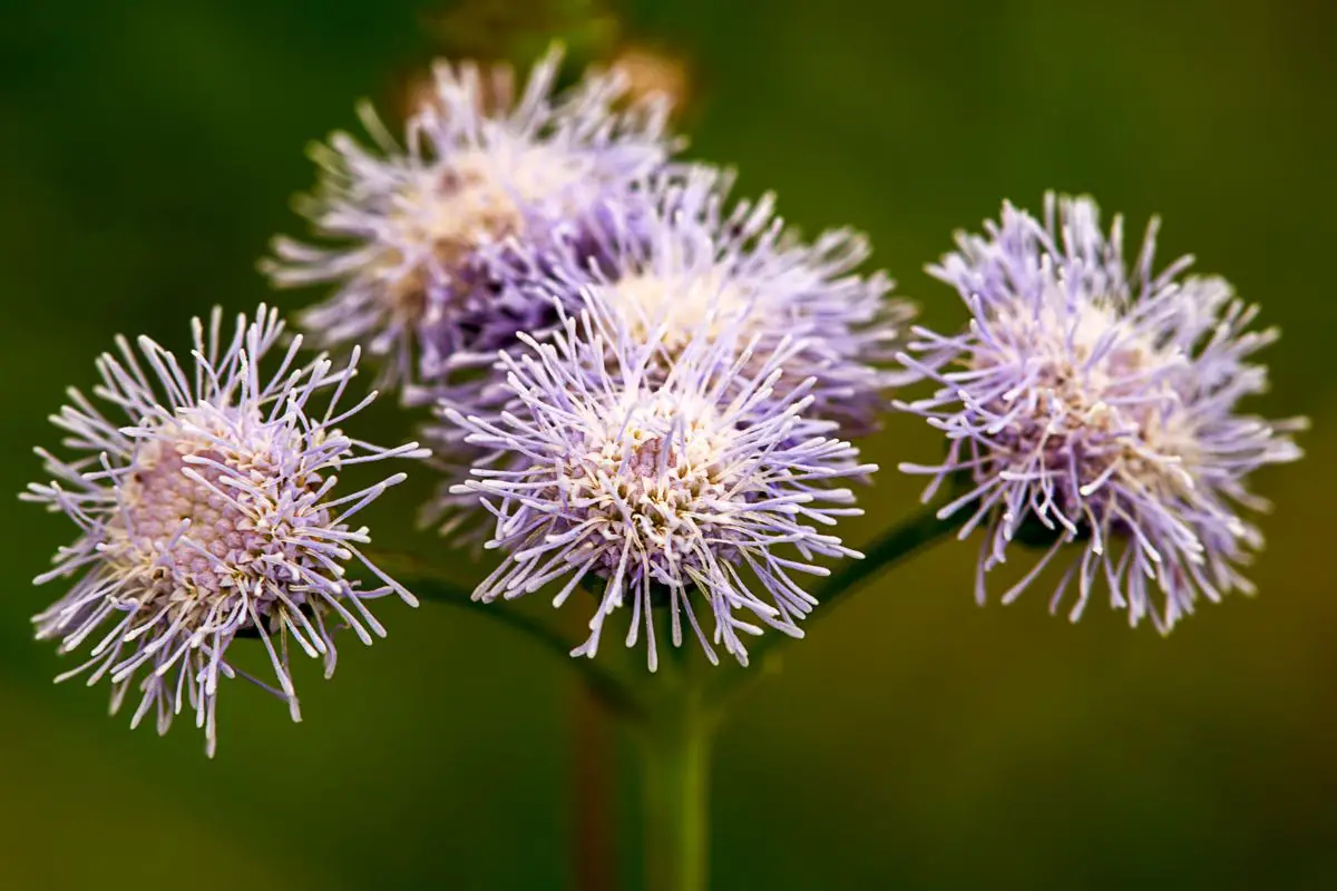 Blue Mistflower Magical Properties: Unveiling Nature's Enchantments ...