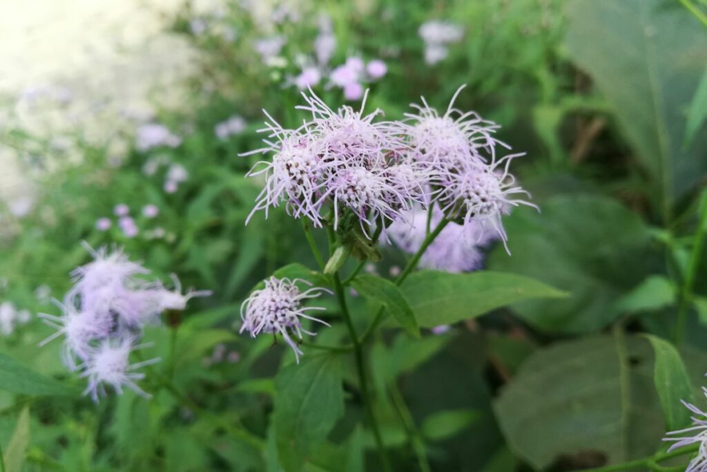 Blue Mistflower Magical Properties: Unveiling Nature's Enchantments ...