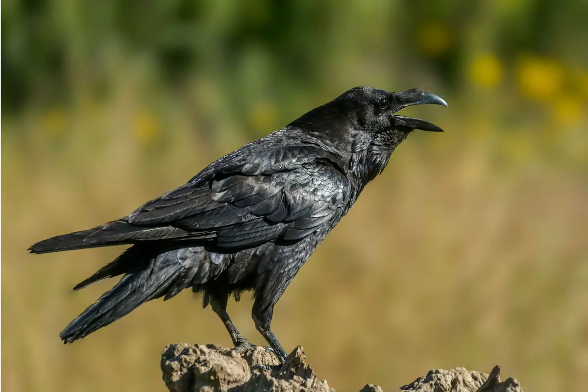 Which Deity is Associated with Crows: Unveiling the Mythological ...