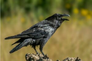 What is November’s Spirit Animal: Unveiling the Mystical Guide of the ...