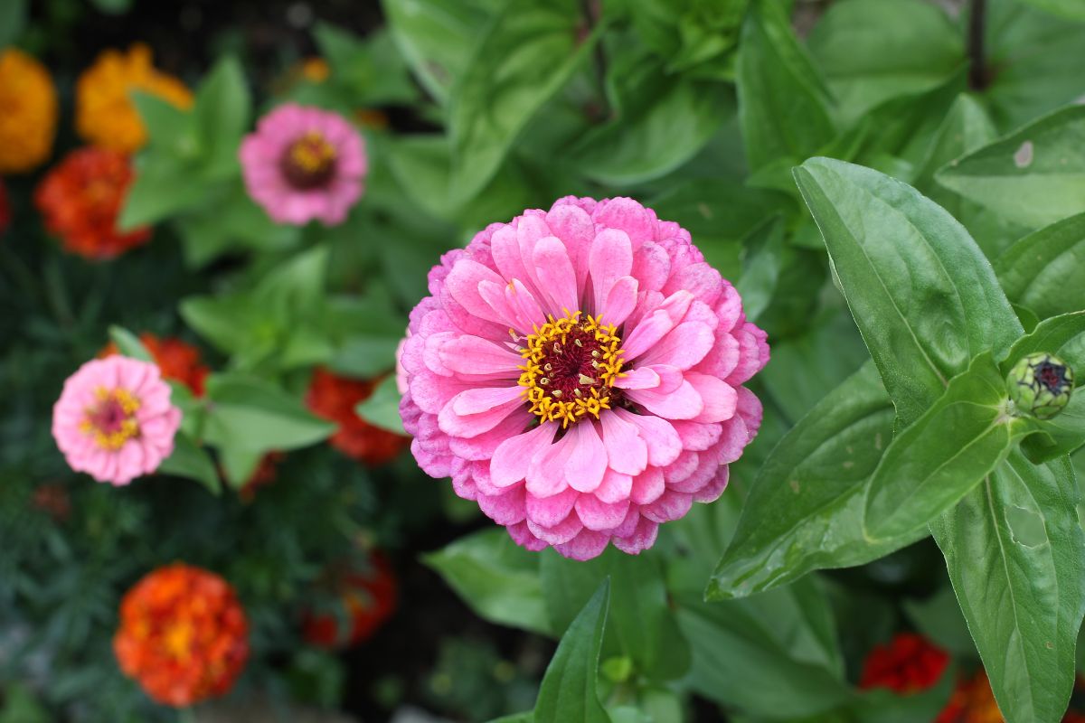 Zinnia Magical Properties: Exploring the Enchanting Powers of This ...