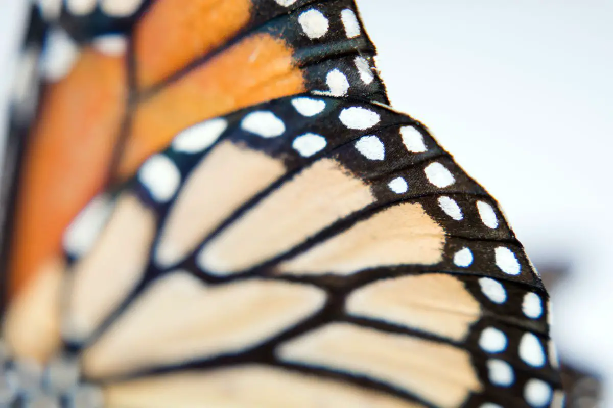 Finding a Butterfly Wing: Tips for Nature Enthusiasts and Collectors ...
