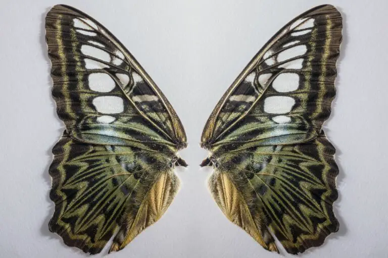 Finding a Butterfly Wing: Tips for Nature Enthusiasts and Collectors ...