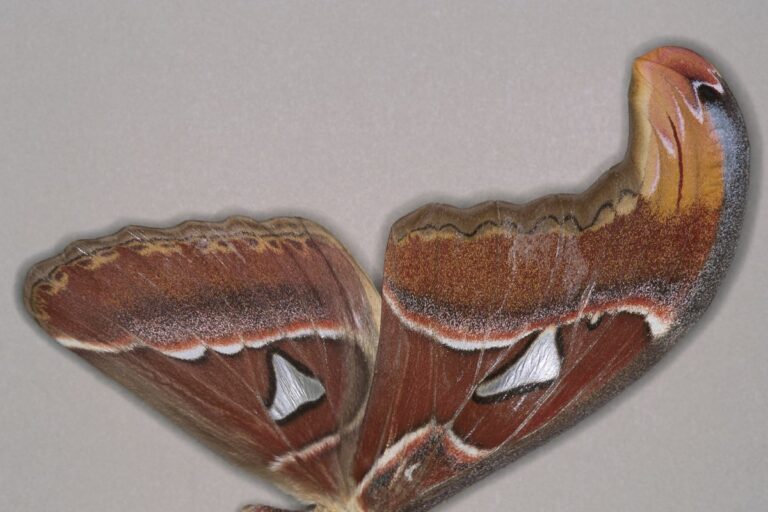 Finding a Butterfly Wing: Tips for Nature Enthusiasts and Collectors ...