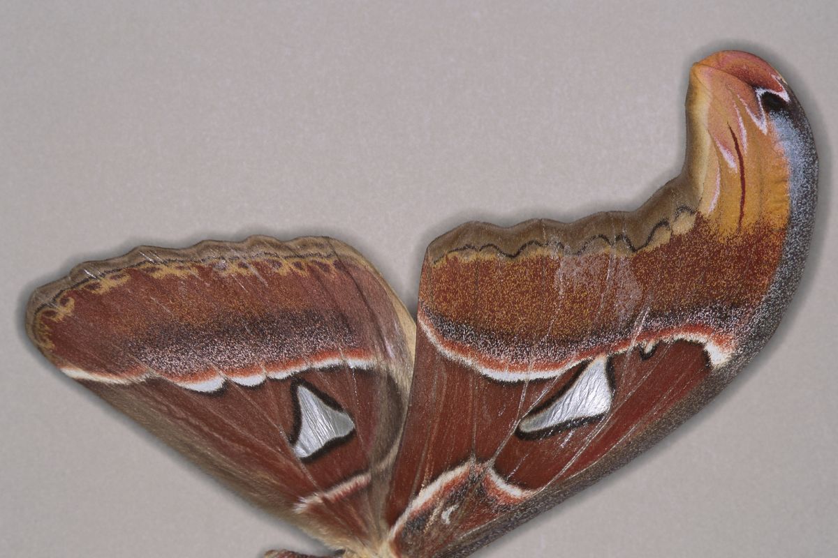 Finding a Butterfly Wing: Tips for Nature Enthusiasts and Collectors ...