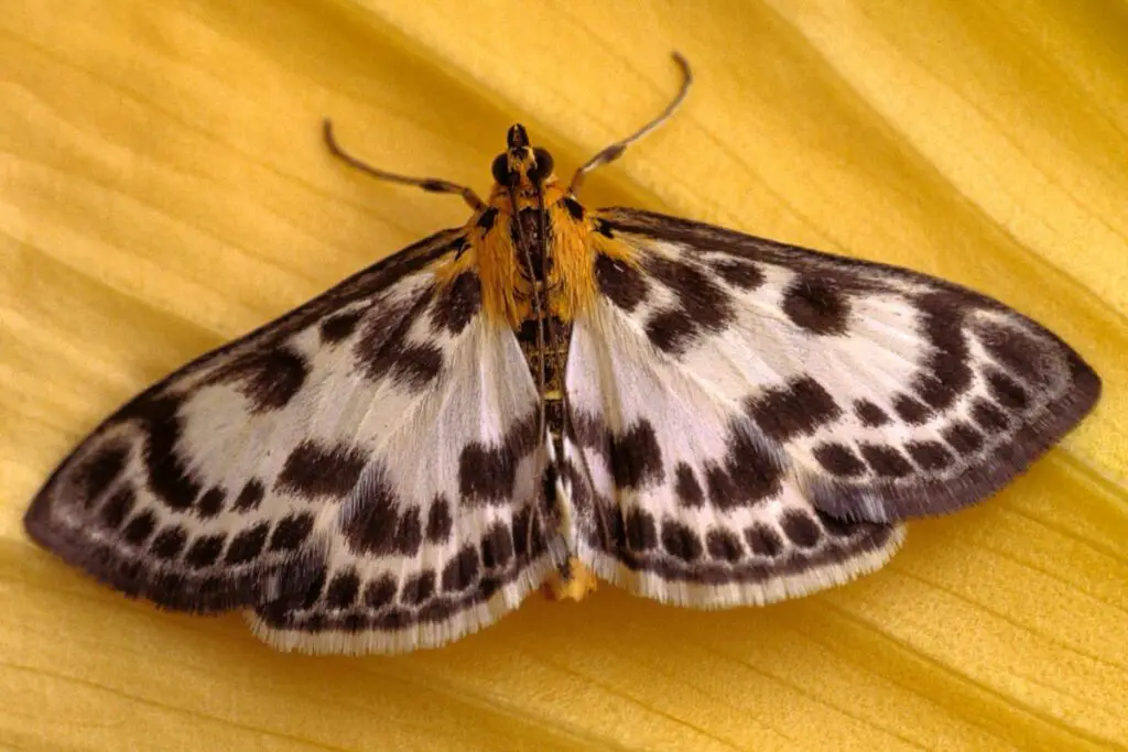 Gods Associated with Moths: Unveiling Mythical Connections - Ancestor ...