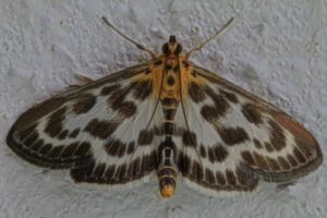 Gods Associated with Moths: Unveiling Mythical Connections - Ancestor ...