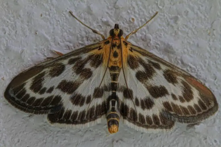 Gods Associated with Moths: Unveiling Mythical Connections - Ancestor ...