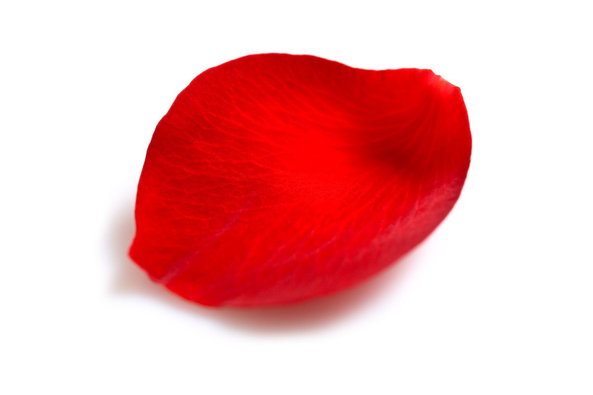 How to Use Rose Petals for Witchcraft: Enchanting Rituals and Spells ...