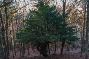 What Tree Symbolizes Death and Its Significance in Various Cultures ...