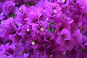 Is Purple an Evil Color? Debunking Color Myths - Ancestor Altars