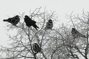 What Does Counting Crows Mean: A Friendly Guide - Ancestor Altars